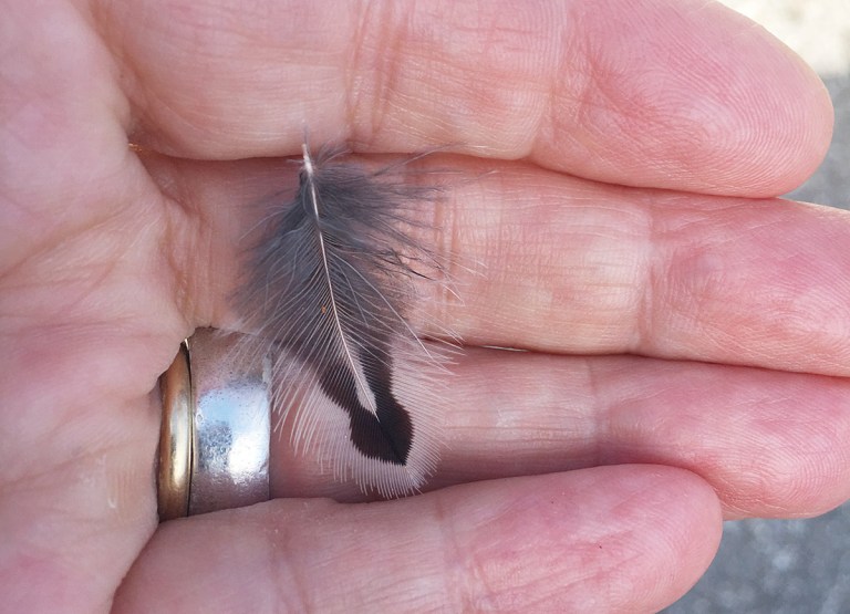 Battle of the Nest | The Urban Nature Enthusiast