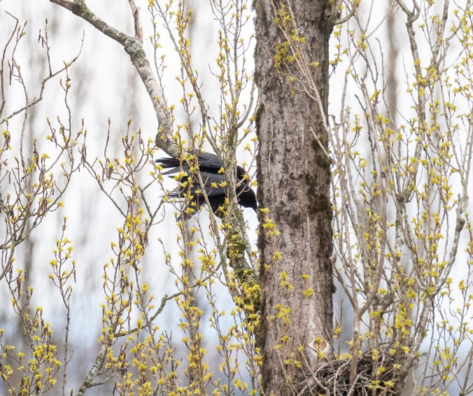 Crow Nesting Behaviour | The Urban Nature Enthusiast