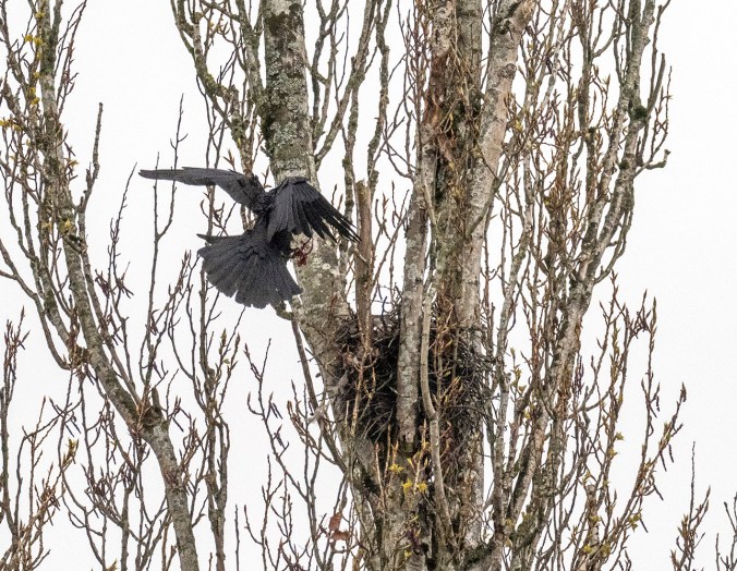 Crow Nesting Behaviour | The Urban Nature Enthusiast