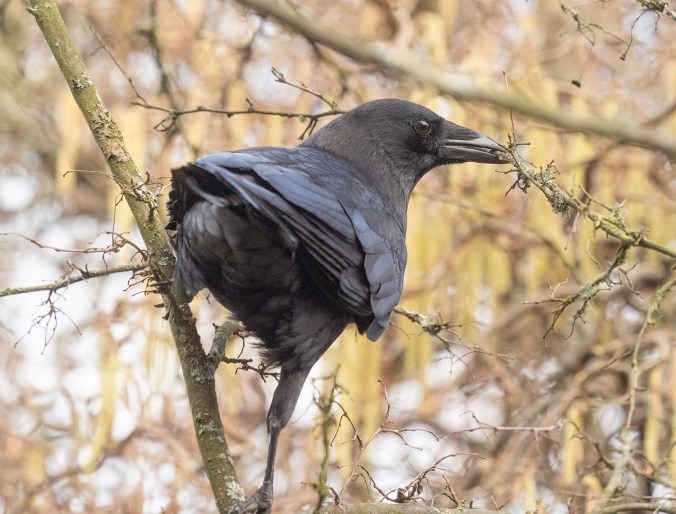 Crow Nesting Behaviour | The Urban Nature Enthusiast