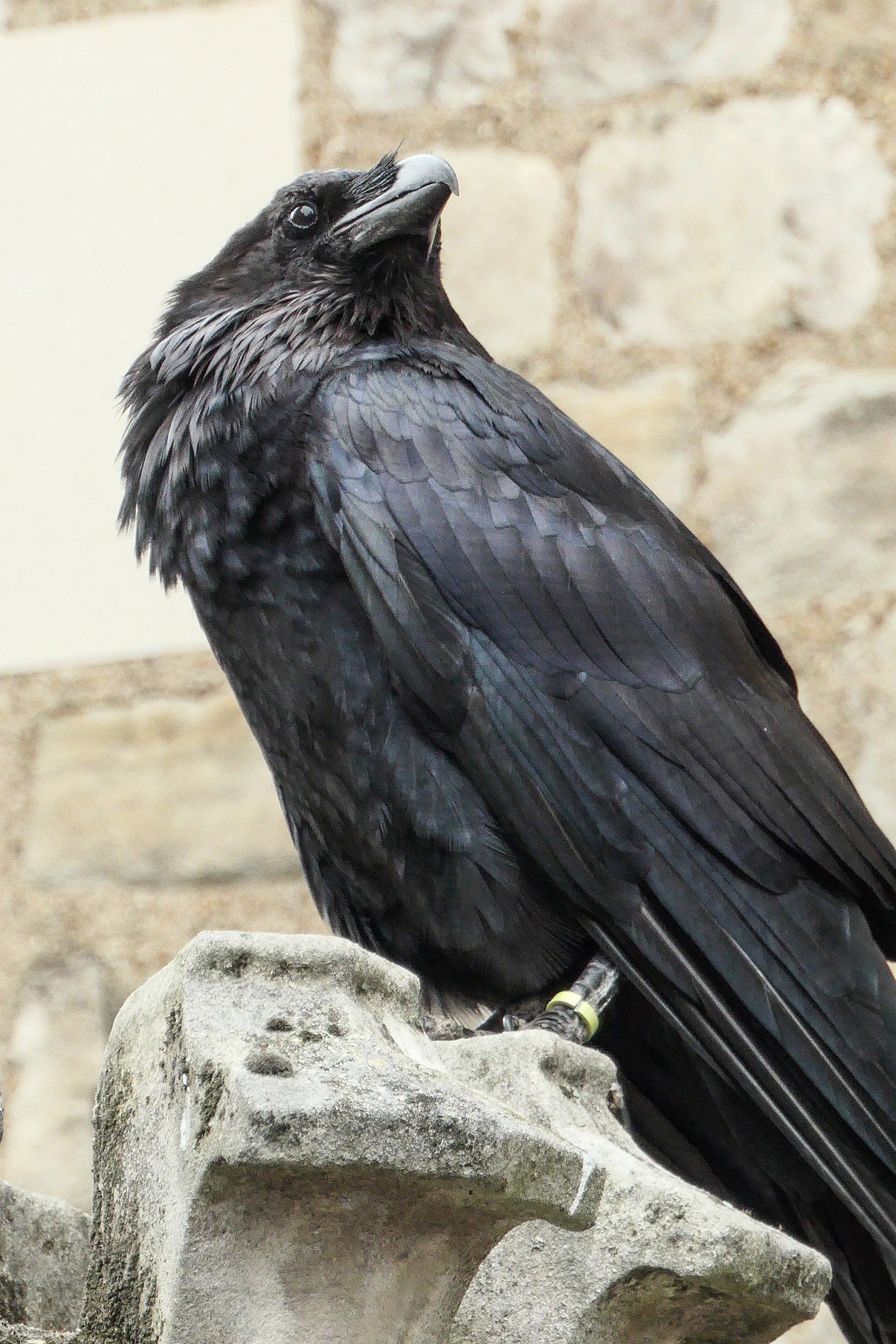 Windswept Tower Raven | The Urban Nature Enthusiast
