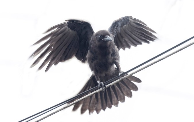 More on Mabel | The Urban Nature Enthusiast