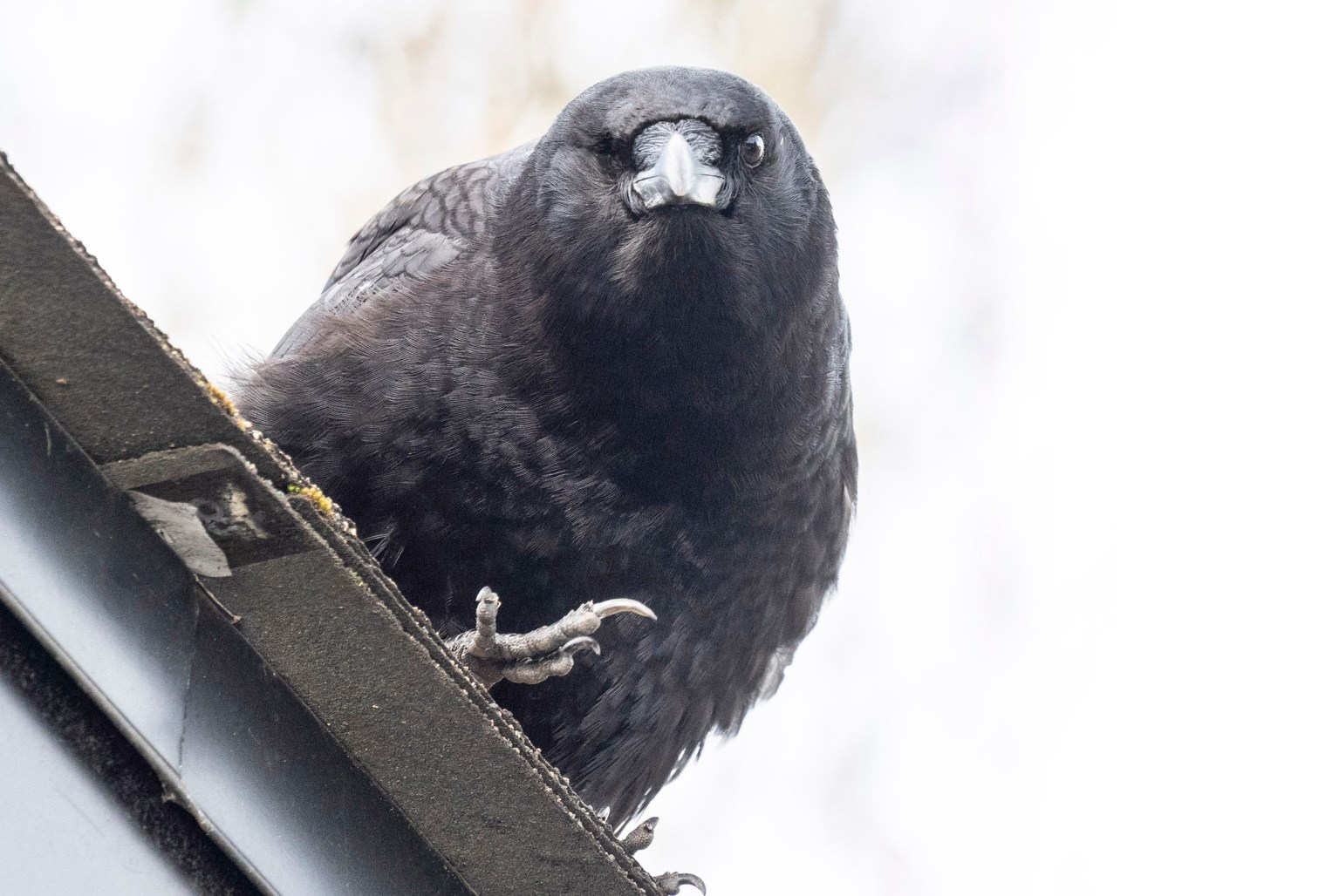 crow fledglings | The Urban Nature Enthusiast