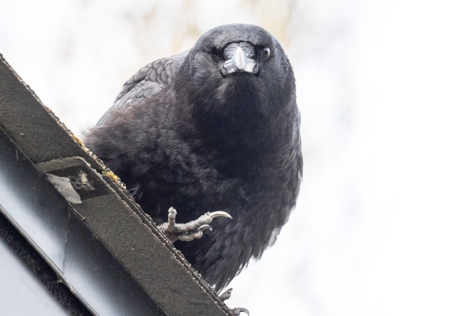 Crow Nesting Behaviour | The Urban Nature Enthusiast