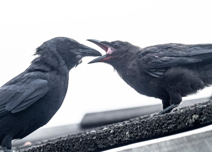 crow fledglings | The Urban Nature Enthusiast