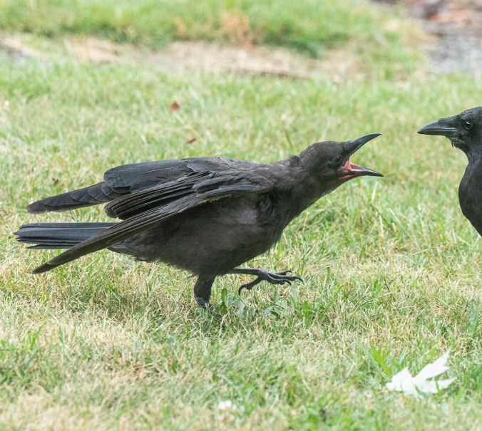 crow fledglings | The Urban Nature Enthusiast