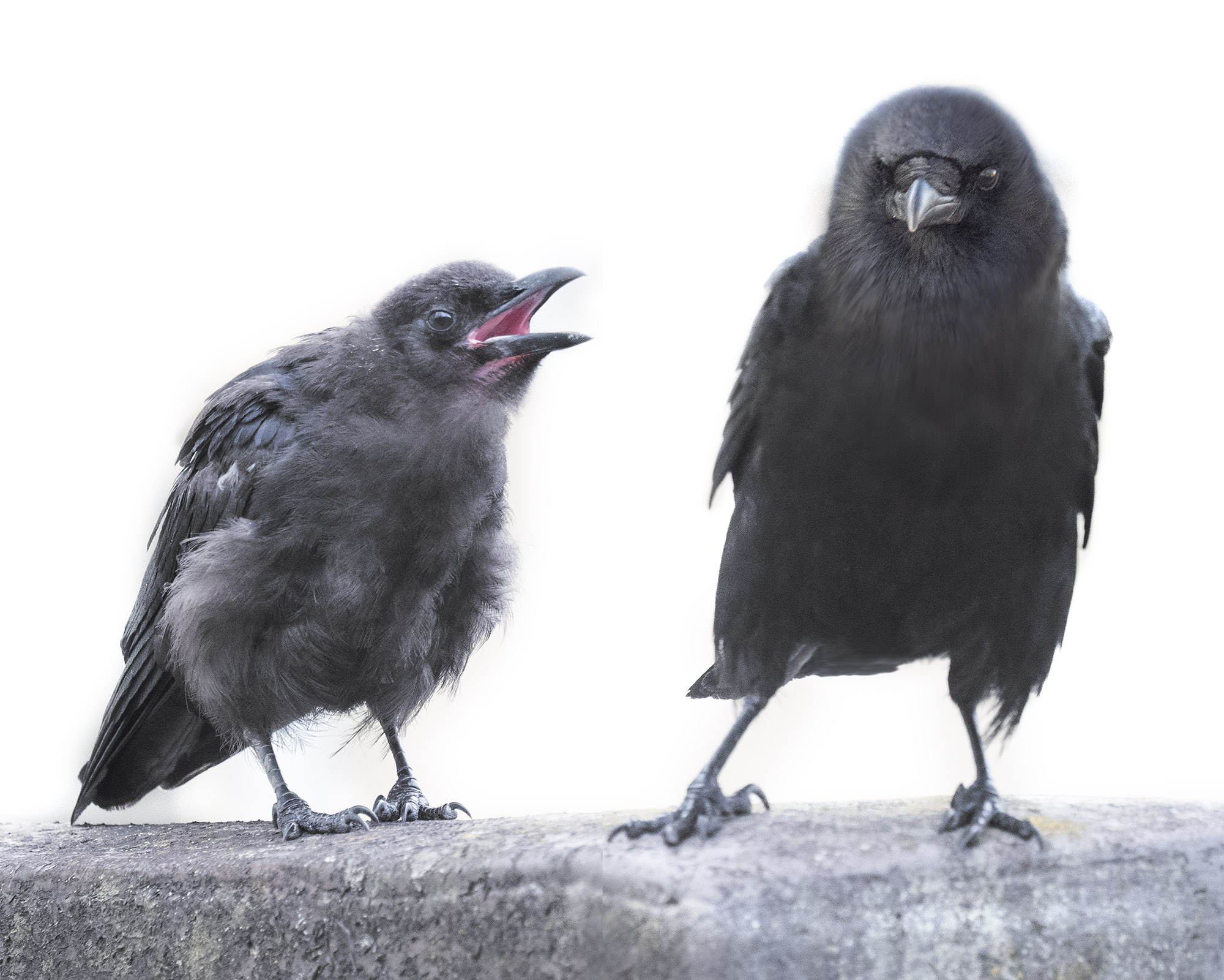 crow fledglings | The Urban Nature Enthusiast