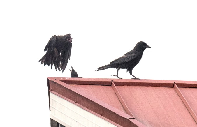 Crow Nesting Behaviour | The Urban Nature Enthusiast