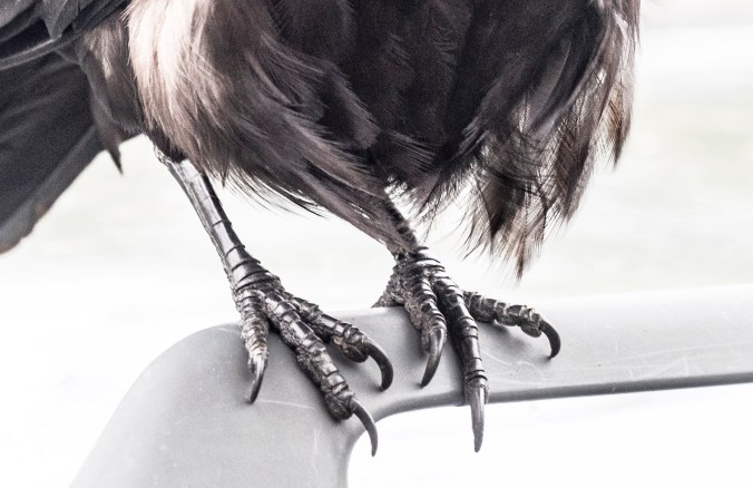 The Metamorphosis of Mr. Pants | The Urban Nature Enthusiast