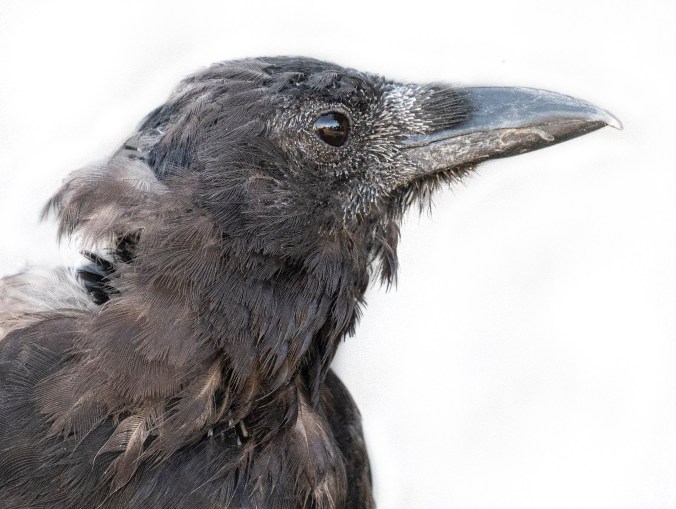 The Metamorphosis of Mr. Pants | The Urban Nature Enthusiast