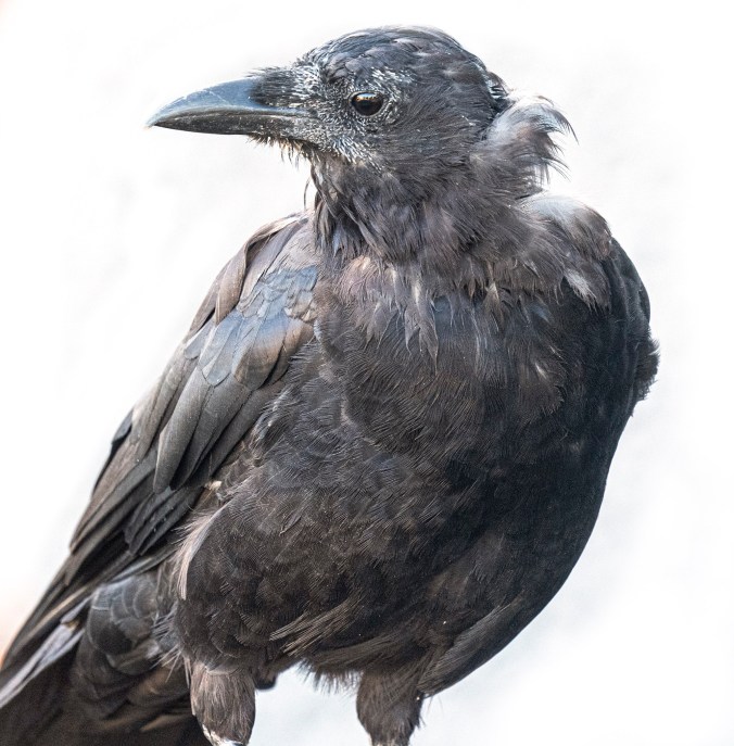 The Metamorphosis of Mr. Pants | The Urban Nature Enthusiast