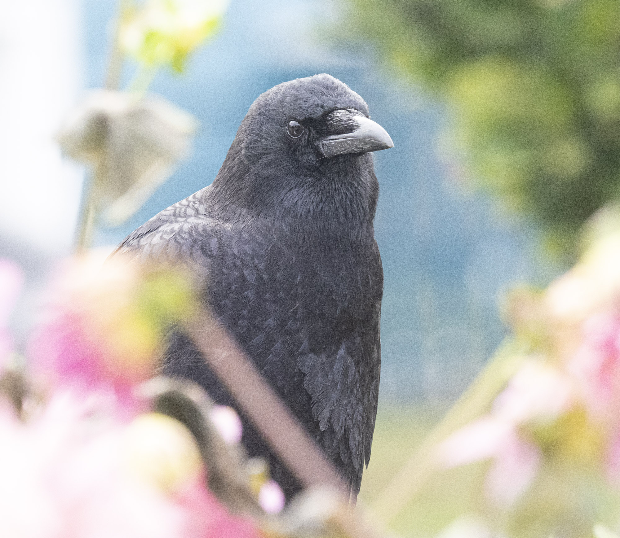 Photo by June Hunter | The Urban Nature Enthusiast