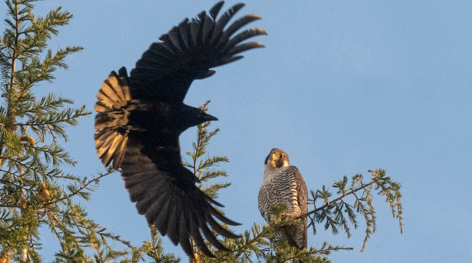 Crow Collective | The Urban Nature Enthusiast