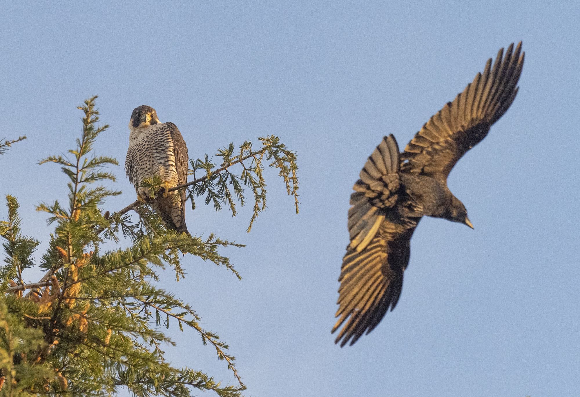 Crow Collective | The Urban Nature Enthusiast