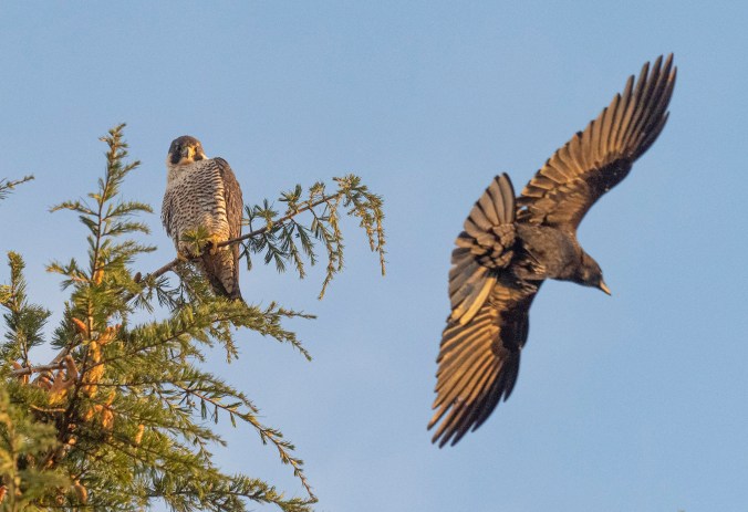 crow social life | The Urban Nature Enthusiast