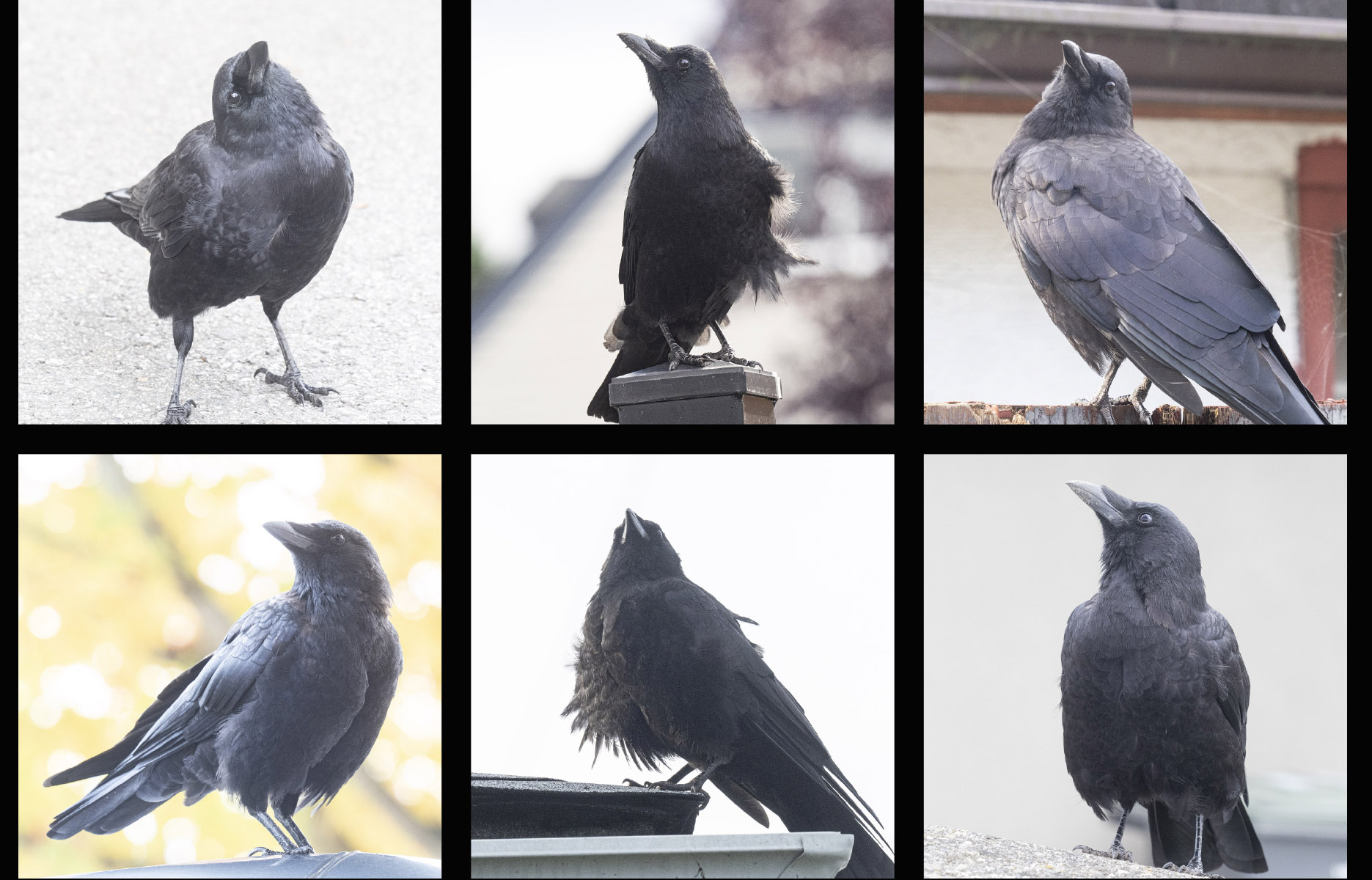looking up crows | The Urban Nature Enthusiast
