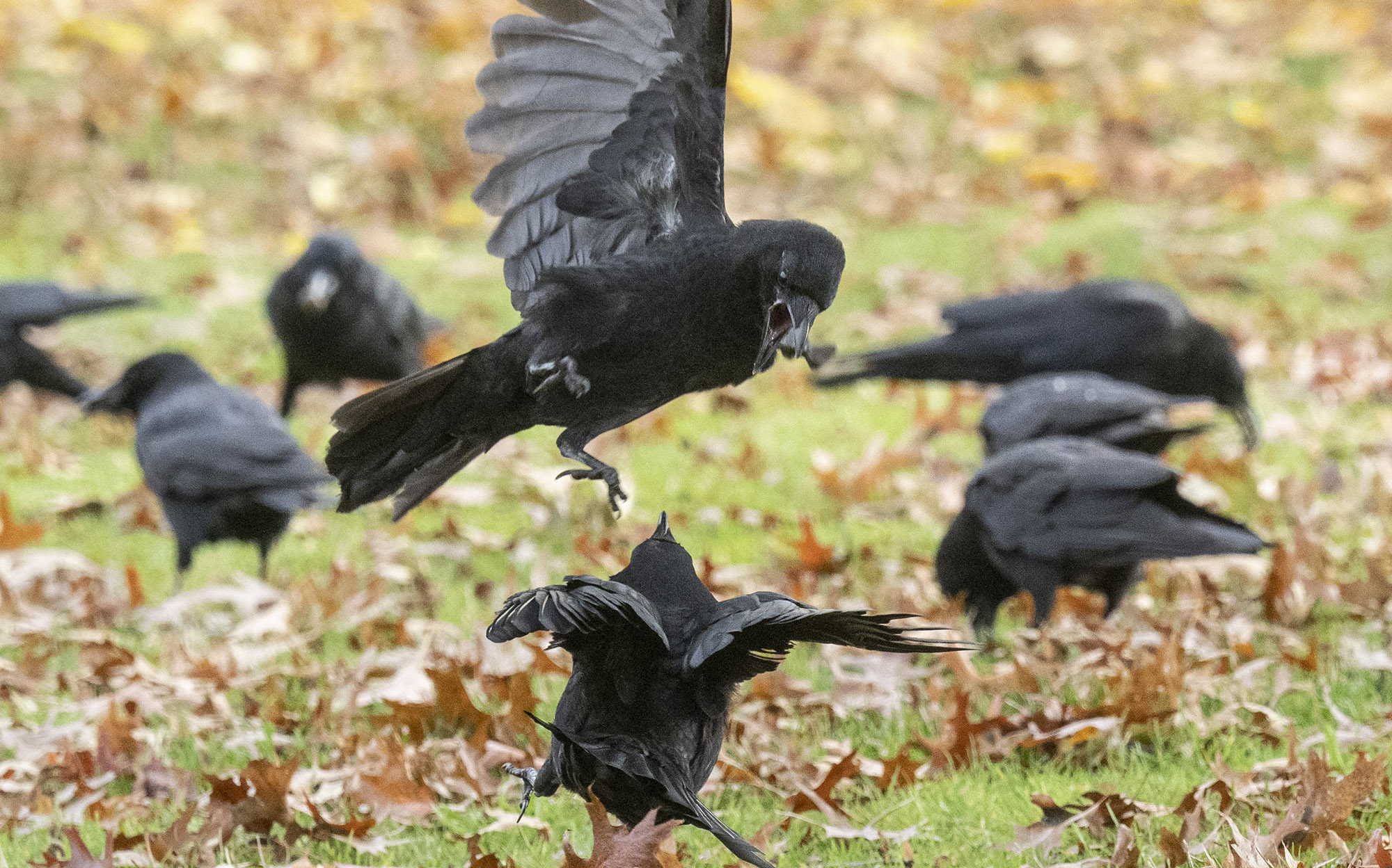 Roving Crows | The Urban Nature Enthusiast