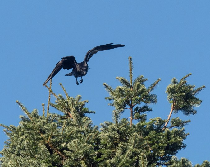 Roving Crows | The Urban Nature Enthusiast