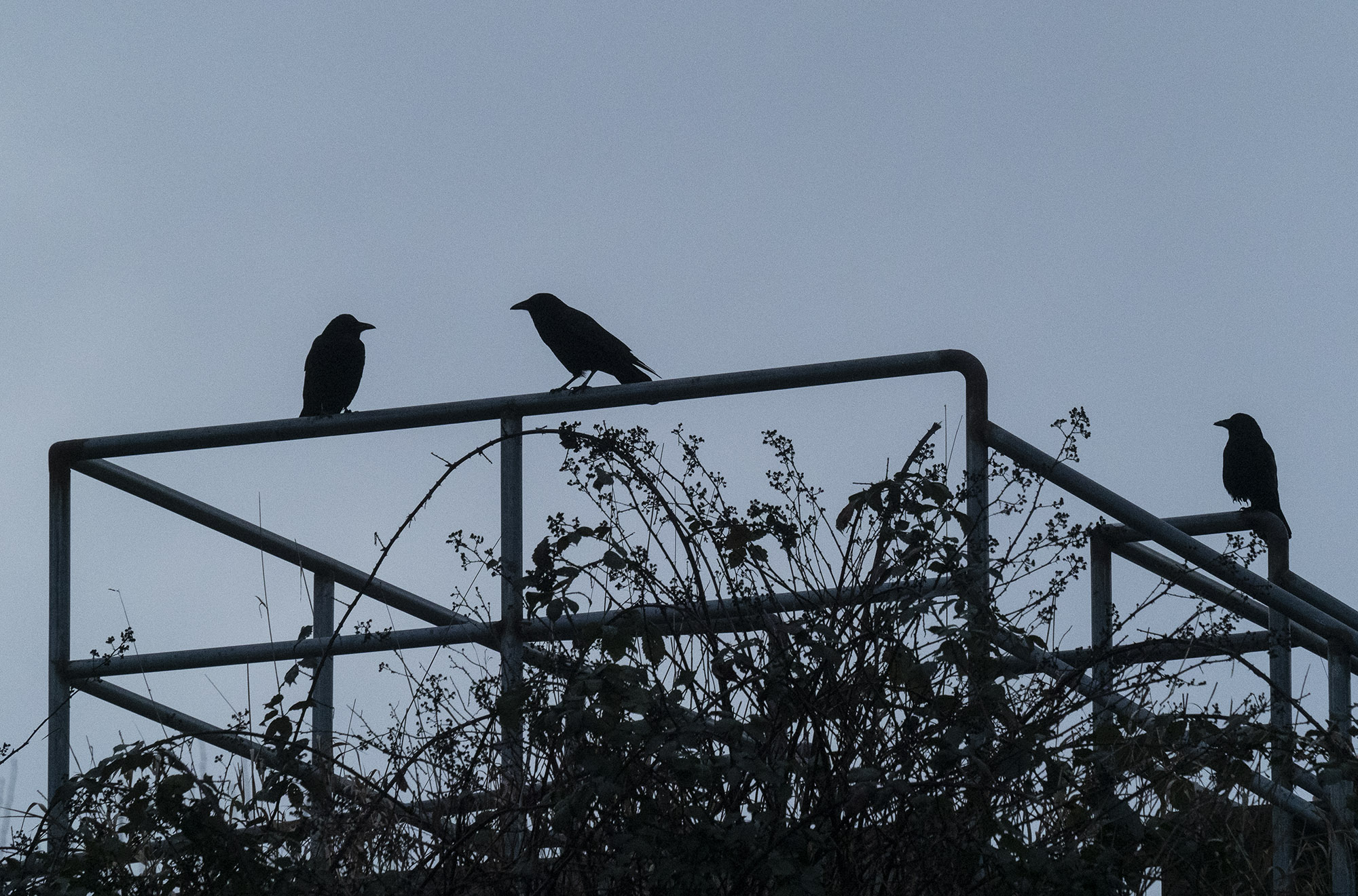 Photo by June Hunter | The Urban Nature Enthusiast