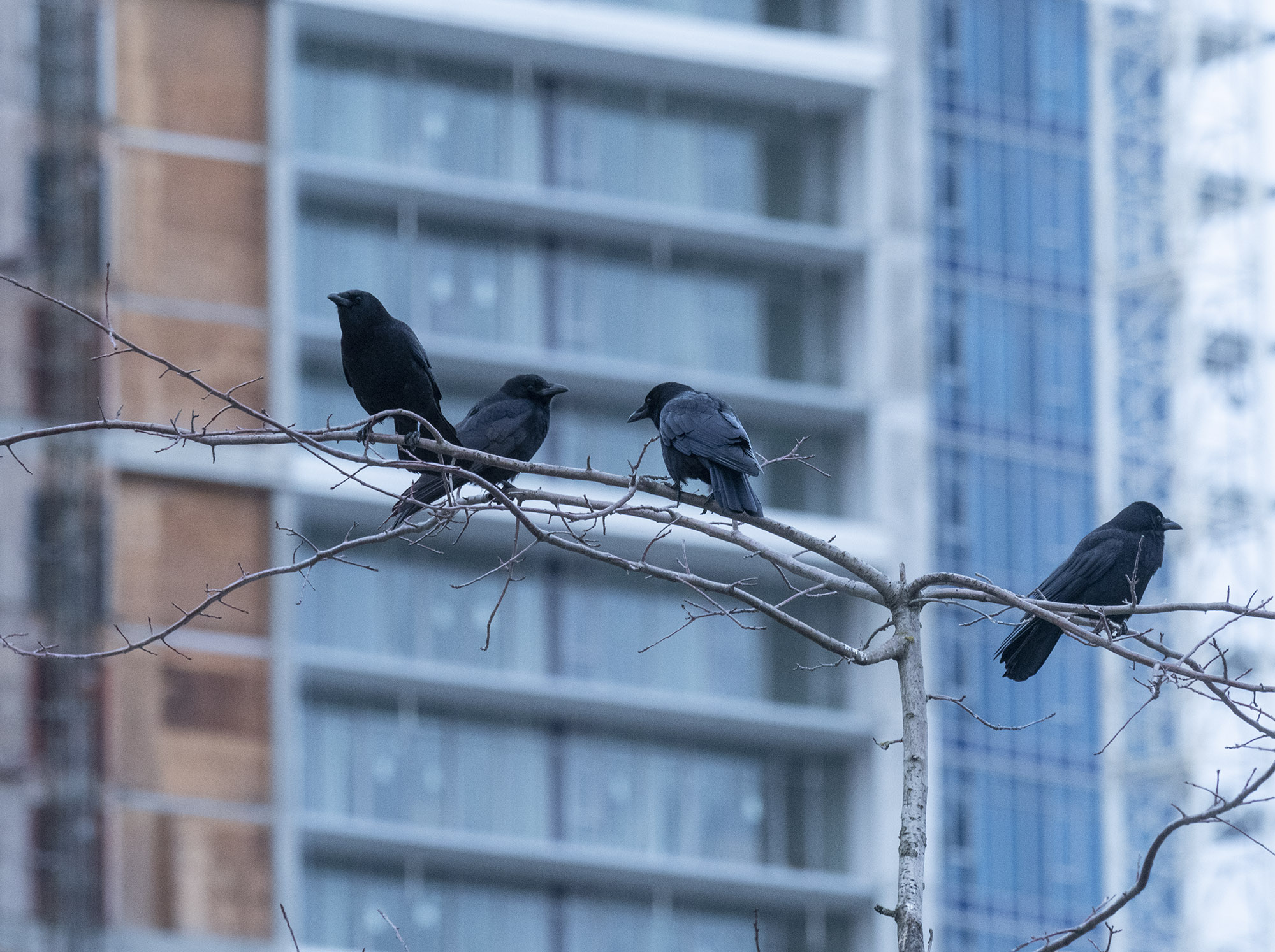 Photo by June Hunter | The Urban Nature Enthusiast