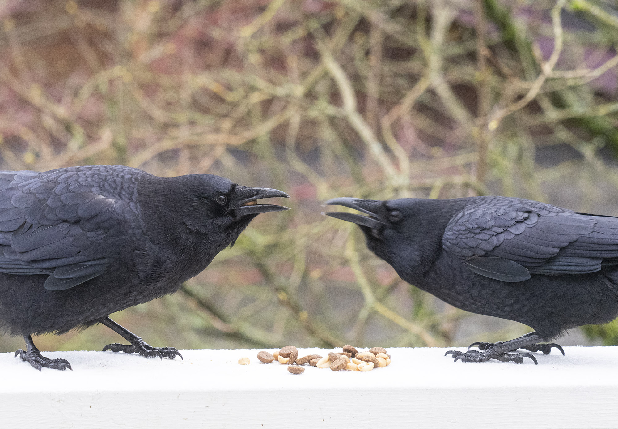 Peanut Diplomacy | The Urban Nature Enthusiast