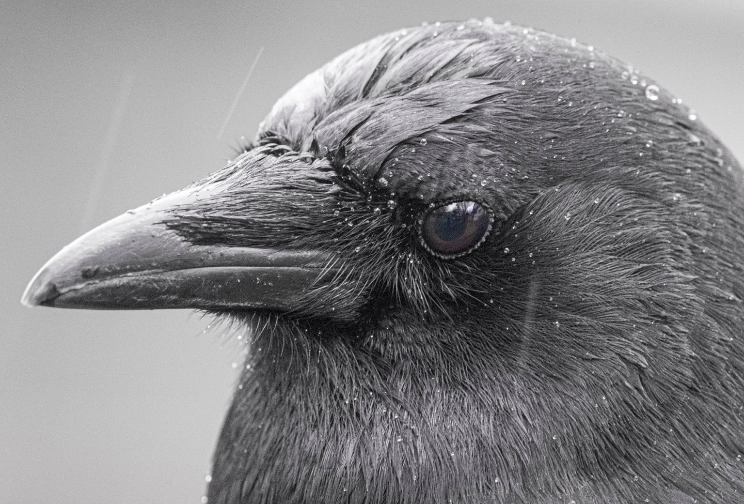 Mods and Rockers | The Urban Nature Enthusiast