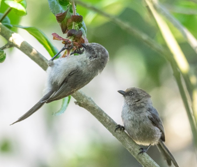 Consider the Bushtit … | The Urban Nature Enthusiast