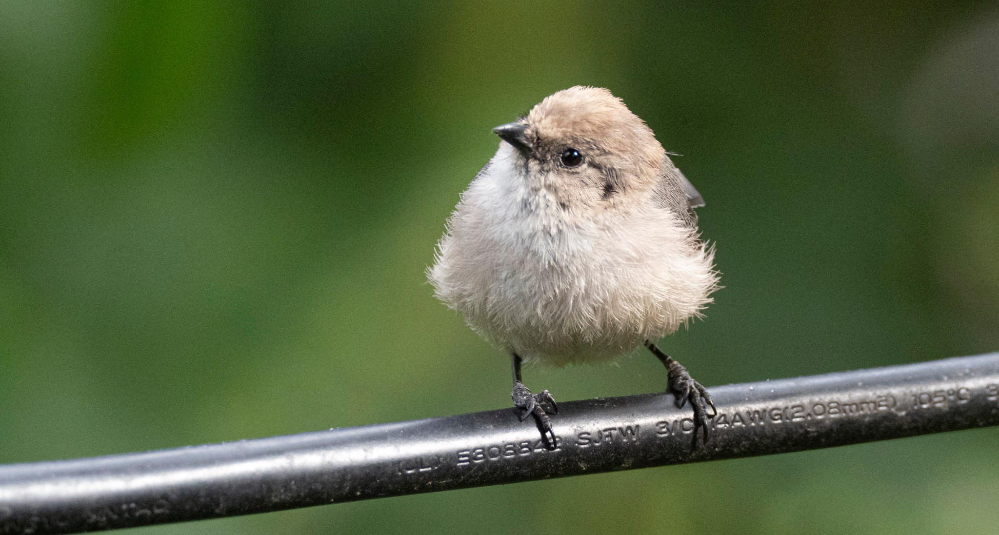 Consider the Bushtit … | The Urban Nature Enthusiast