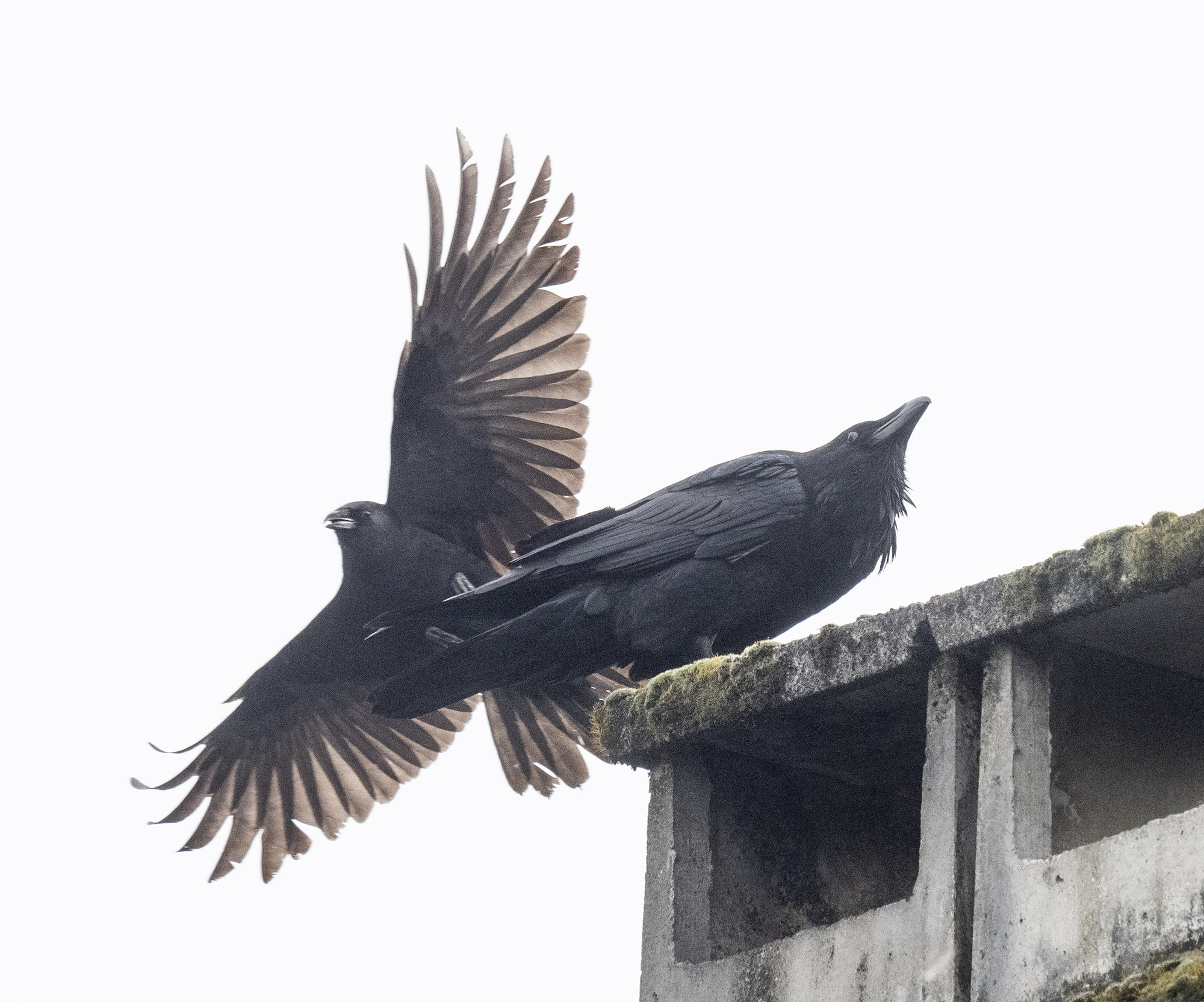 Photo by June Hunter | The Urban Nature Enthusiast