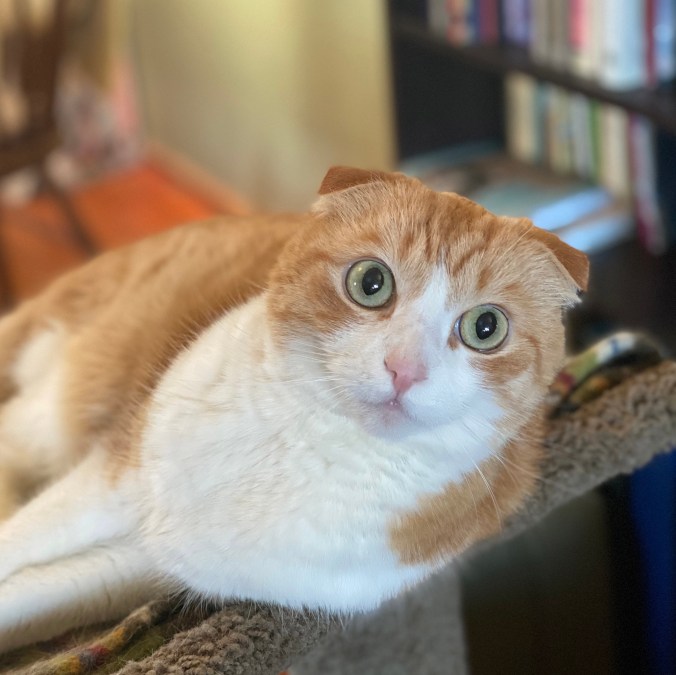 Edgar’s Cat Therapy | The Urban Nature Enthusiast