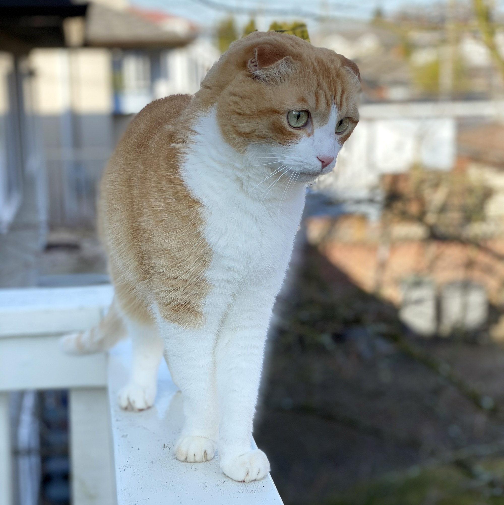 Edgar’s Cat Therapy | The Urban Nature Enthusiast