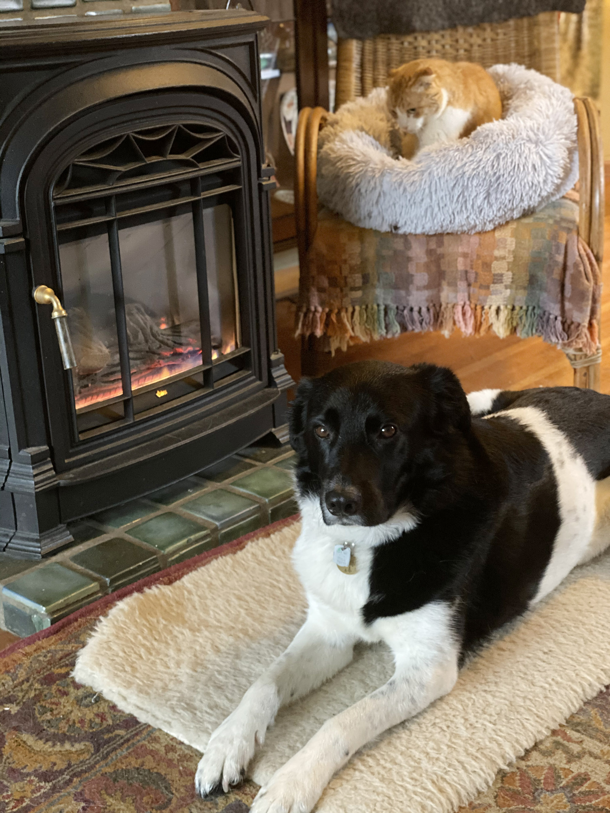 Edgar’s Guide to Staying Home | The Urban Nature Enthusiast