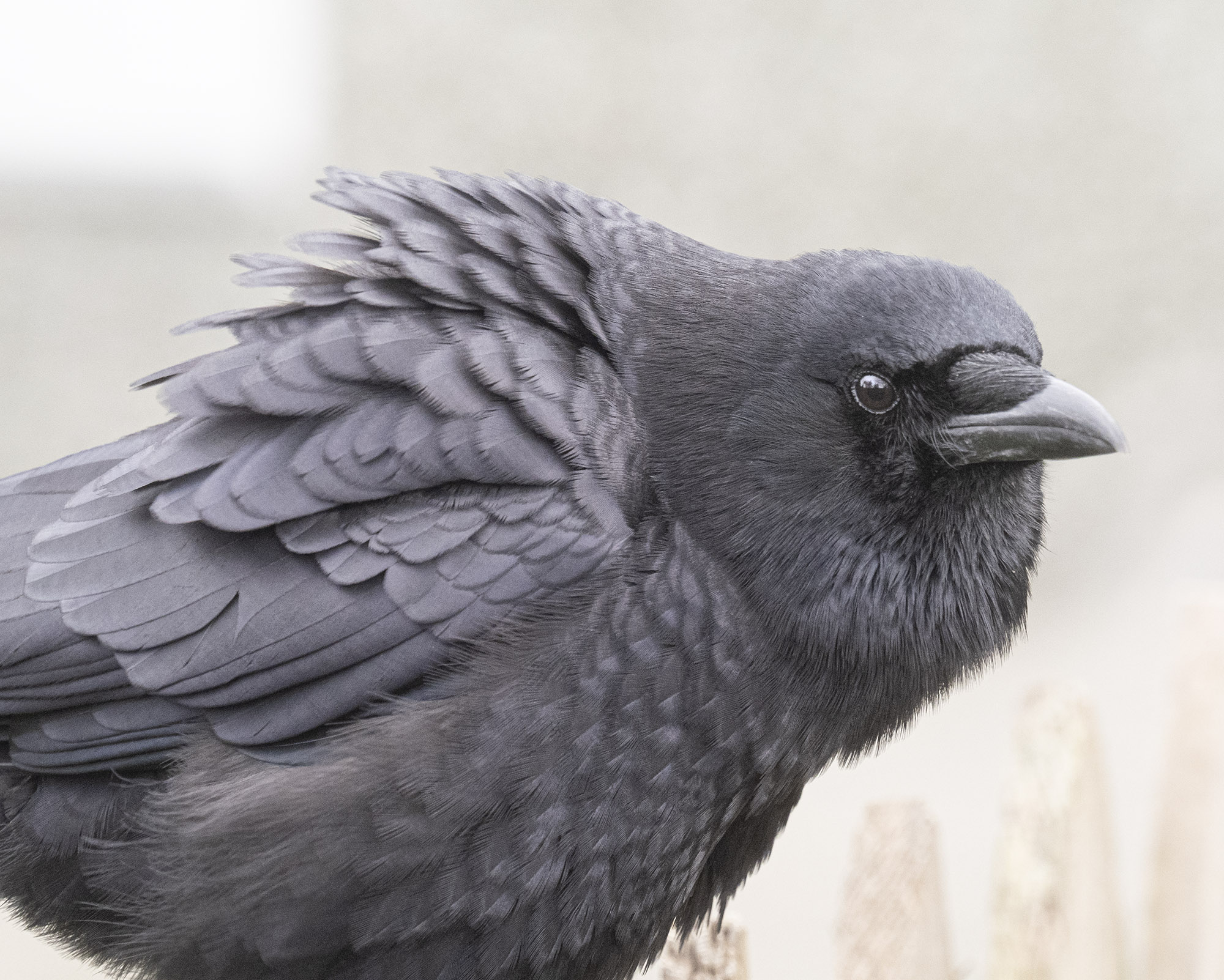 Photo by June Hunter | The Urban Nature Enthusiast