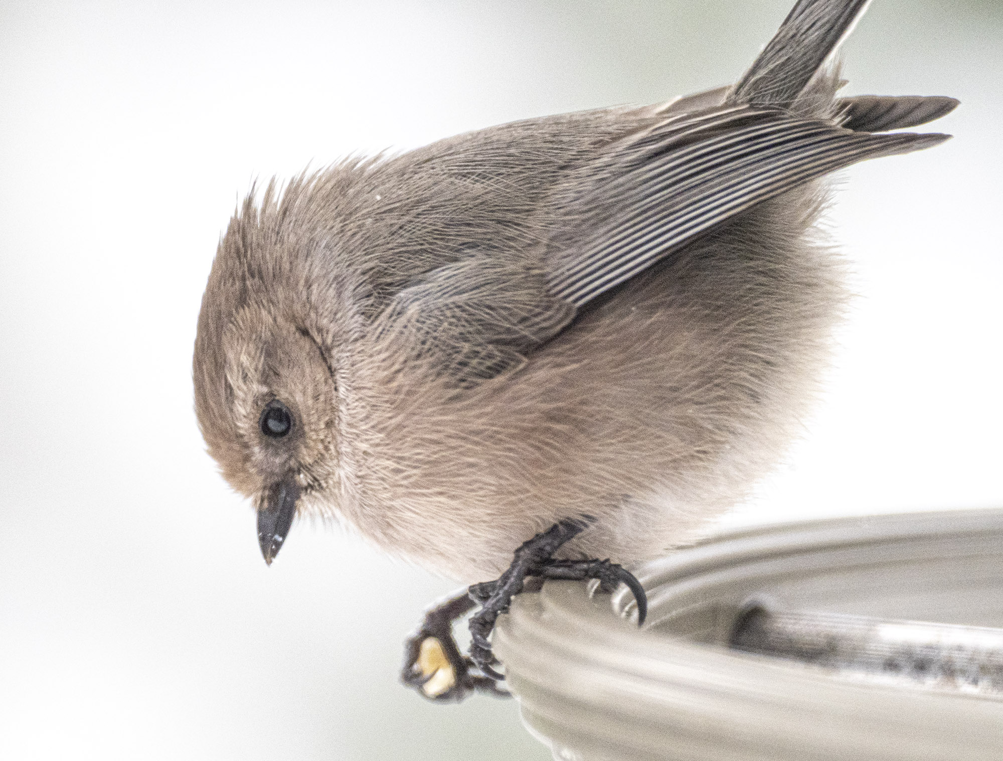 Consider the Bushtit … | The Urban Nature Enthusiast
