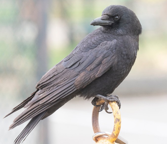 crow social life | The Urban Nature Enthusiast