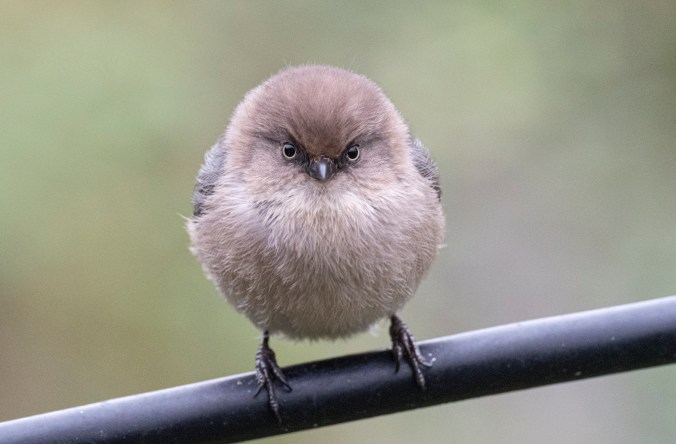 Consider the Bushtit … | The Urban Nature Enthusiast
