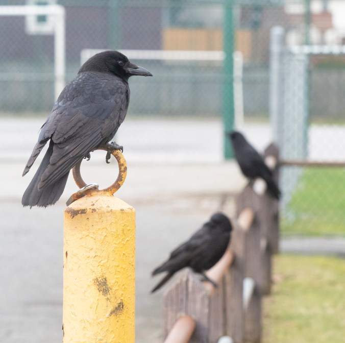 crow social life | The Urban Nature Enthusiast