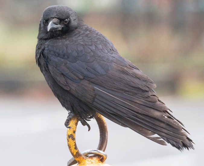 crow social life | The Urban Nature Enthusiast