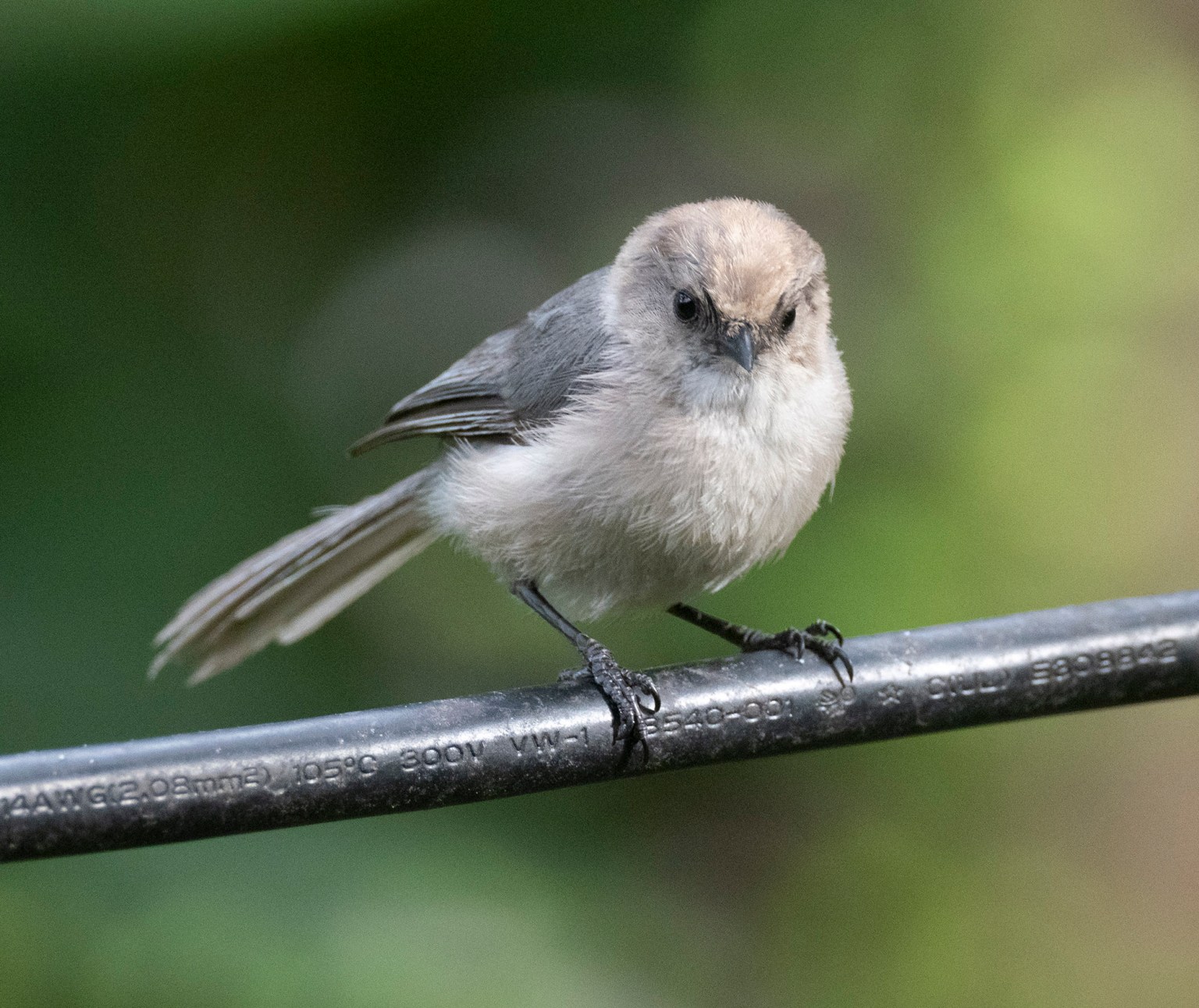 Consider the Bushtit … | The Urban Nature Enthusiast