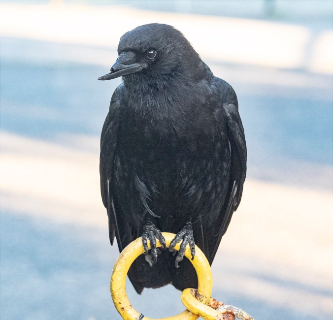crow social life | The Urban Nature Enthusiast