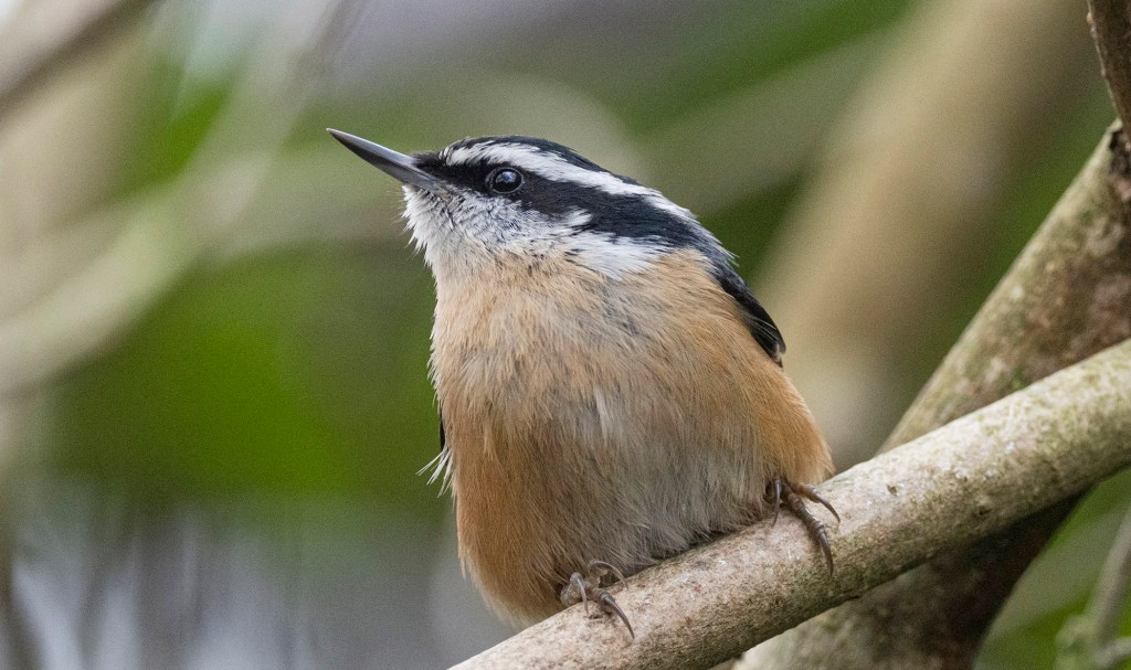 Norman the Nuthatch | The Urban Nature Enthusiast
