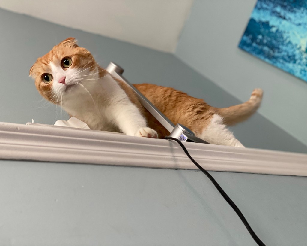 The Edgar Chronicles Continued | The Urban Nature Enthusiast