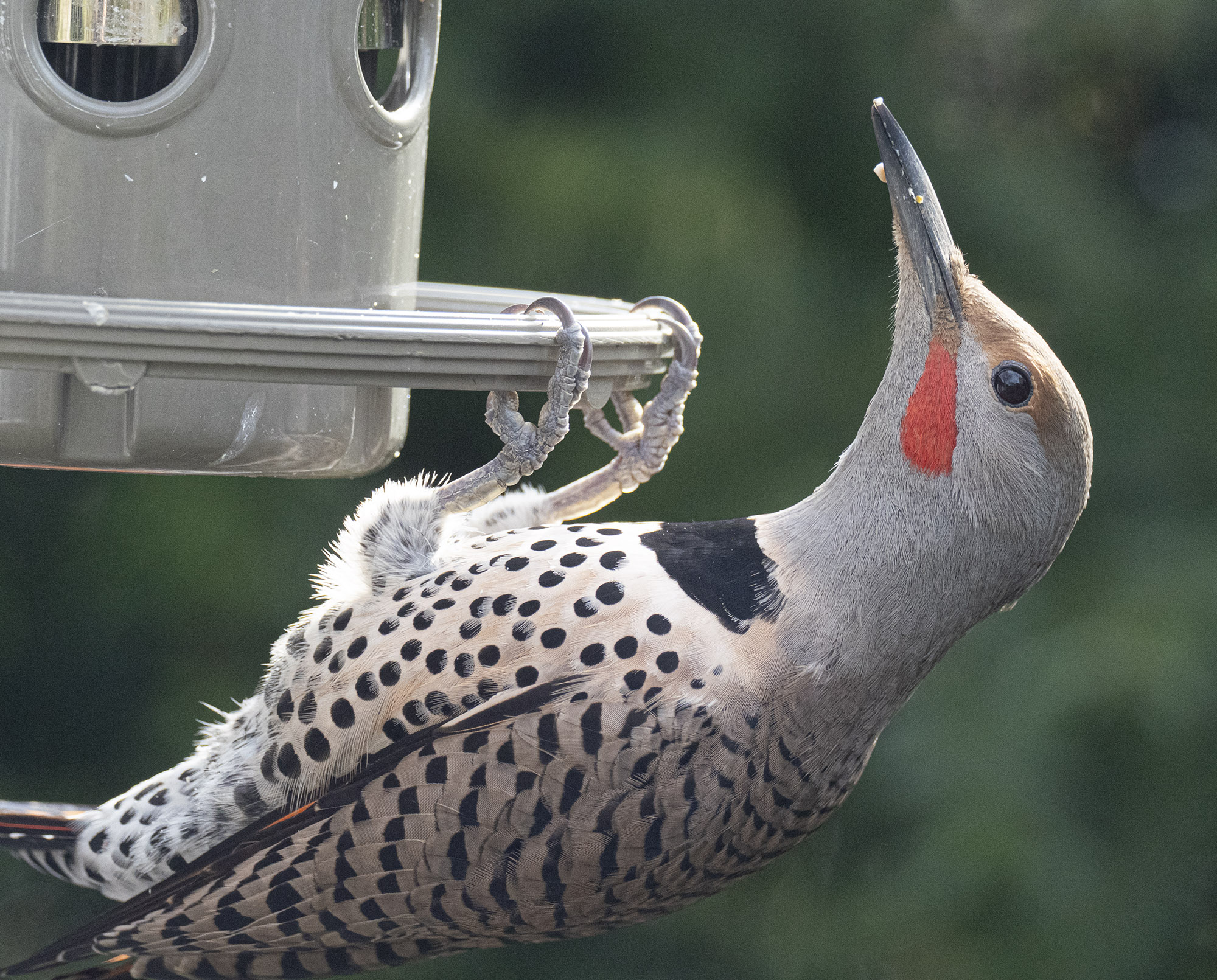 Northern Flicker Gymnastics | The Urban Nature Enthusiast