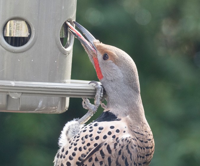 Northern Flicker Gymnastics | The Urban Nature Enthusiast