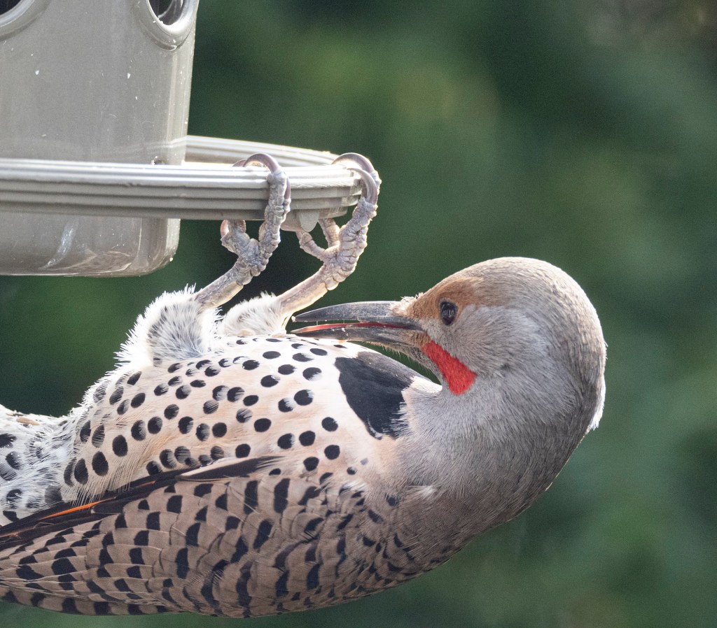 Northern Flicker Gymnastics | The Urban Nature Enthusiast