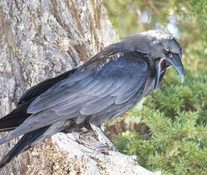 Raven Therapy | The Urban Nature Enthusiast