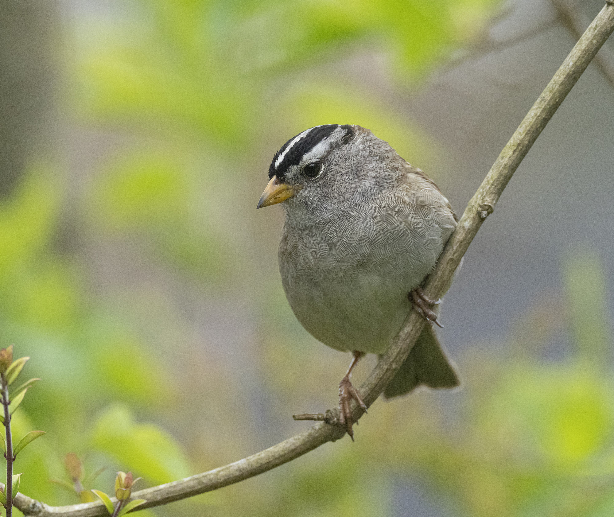 White Crowned Sparrow in Lilac | The Urban Nature Enthusiast