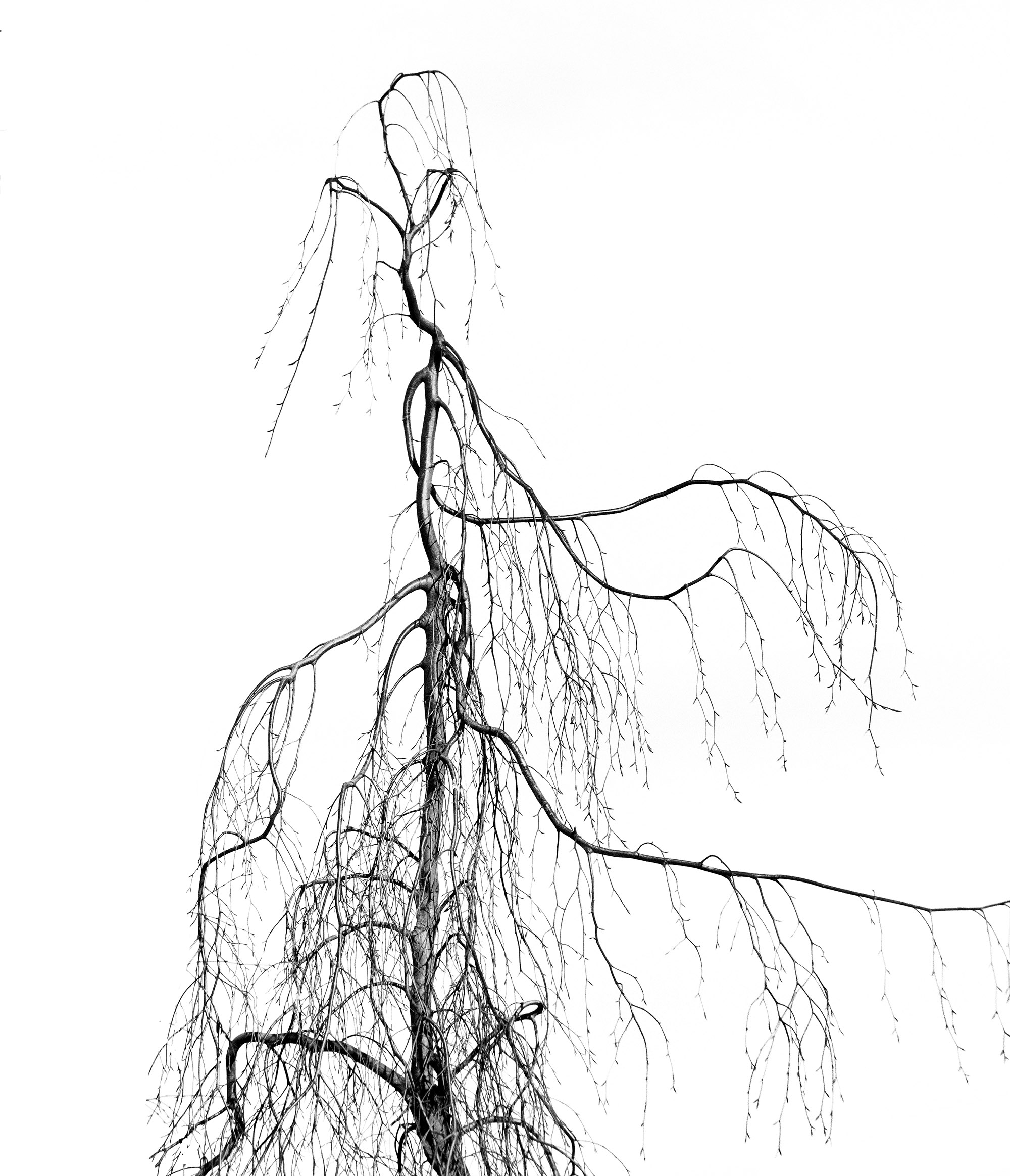 Weeping Birch | The Urban Nature Enthusiast