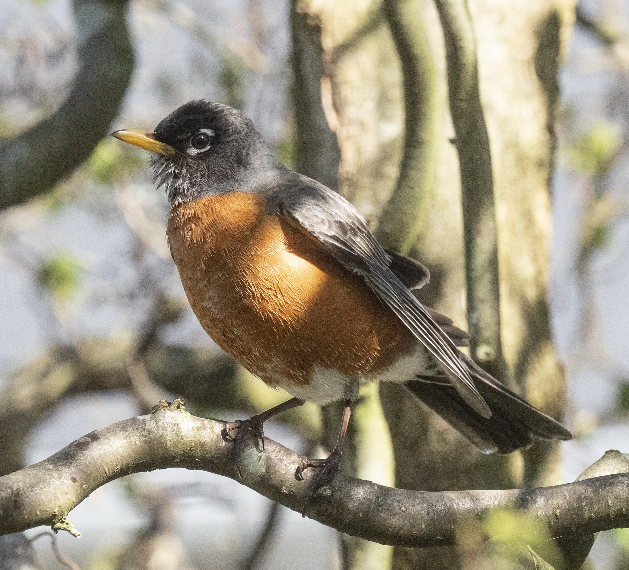 Robin in Hazel | The Urban Nature Enthusiast