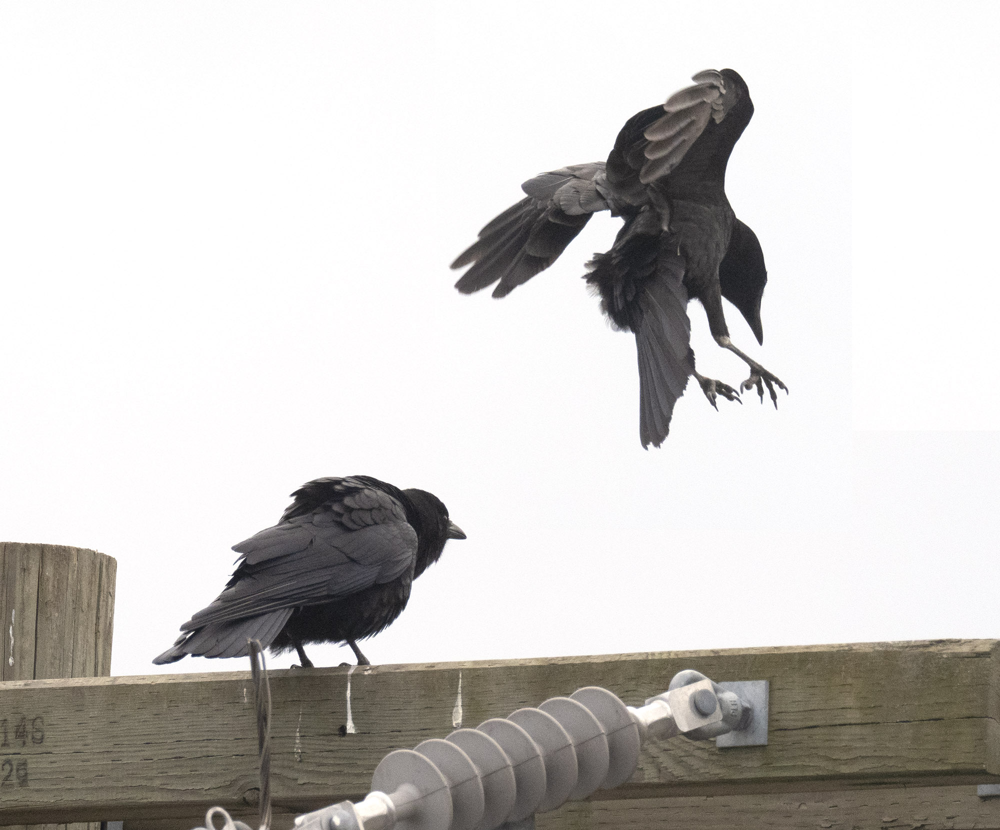 Crow conflict | The Urban Nature Enthusiast